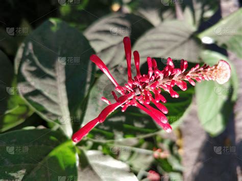 花园里鲜花盛开
