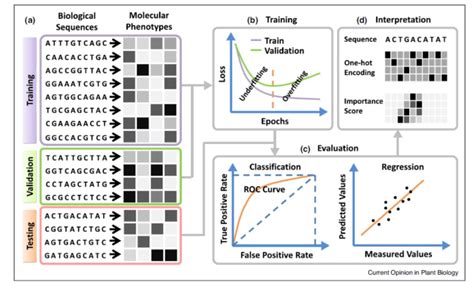 Review Deep Learning For Plant Genomics And Crop Improvement Curr