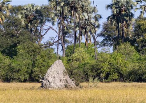 Termite Mound In An Open Field With The Bush In The Background In The