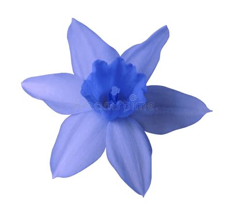 Blue Daffodil Flower On White Isolated Background With Clipping Path