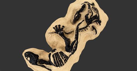 Scientists Cry Foul As Fossils Of Dueling Dinosaurs Head To