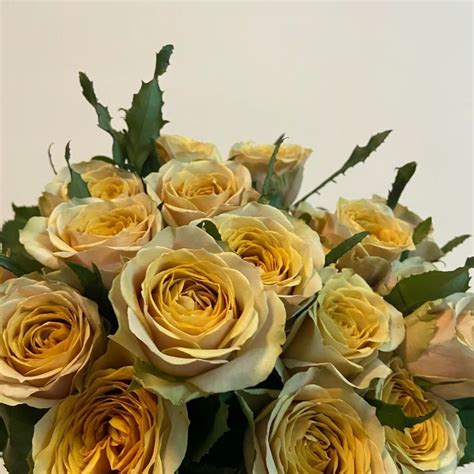 Golden Mustard Rose | Love Rose