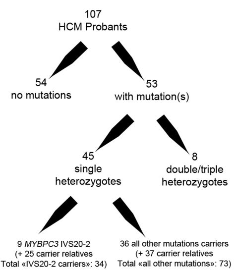 Scheme Summarizing The Sorting Process Of HCM Cases Download Scientific Diagram