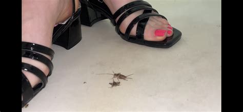 Insect Crush