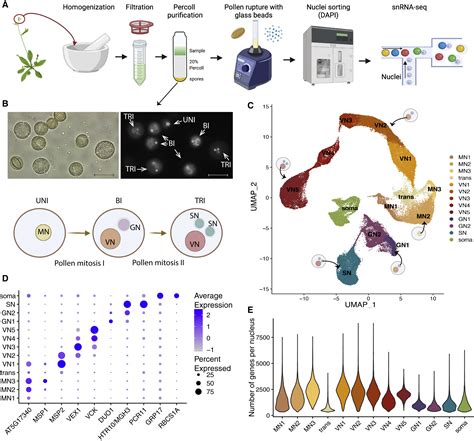 Single Nucleus Rna Seq Reveals That Mbd5 Mbd6 And Silenzio Maintain Silencing In The