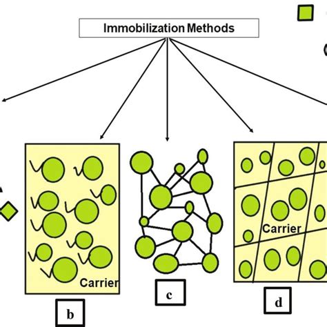 Different Types Of Immobilization A Adsorption B Covalent