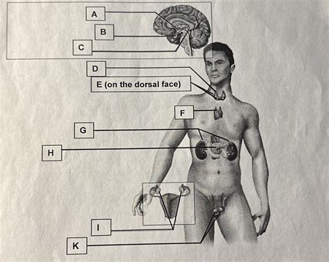 Lab Quiz 4 Diagram Diagram Quizlet