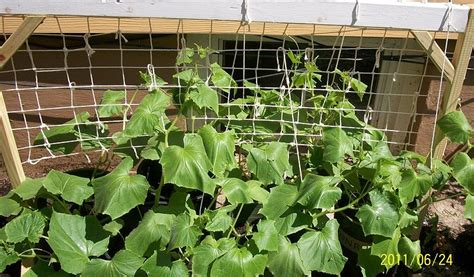 Growing Cucumbers Vertically A Super Simple Guide Sproutabl