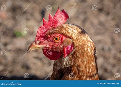Portrait Of A Hen Stock Image Image Of Arranging Nest 142364407