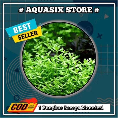 Jual Tanaman Aquascape 50 Batang Bacopa Monnieri Shopee Indonesia