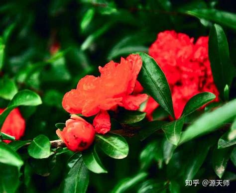 石榴裙是怎么来的？为什么不说拜倒在别的水果裙下呢？ 知乎