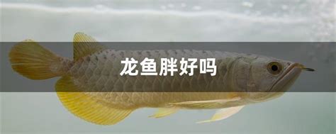 龙鱼胖好吗 鱼百科