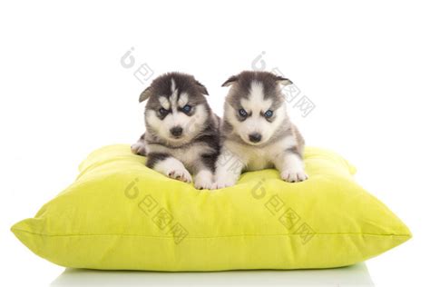 可爱的两只幼犬西伯利亚躺在绿色的枕头上图片 包图网企业站
