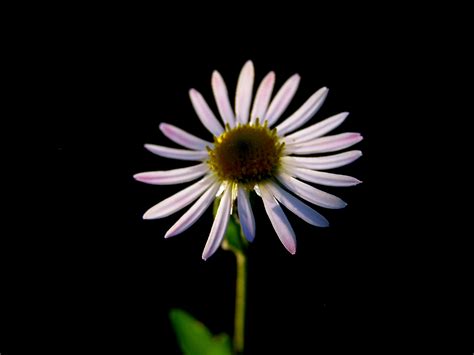 Selective Focus Photography Of Daisy Flower Hd Wallpaper Wallpaper Flare
