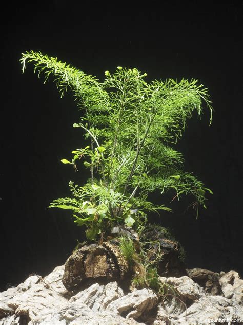 Asplenium Bulbiferum Pumpkin Beth