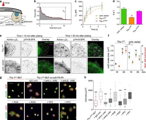 Integrin Avidity To FN Is Decreased By Thy 1 Cis Binding And Modulates