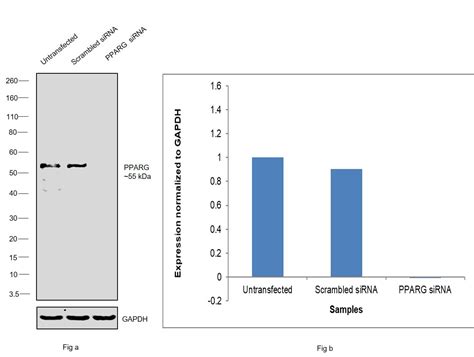 Ppar Gamma Antibody 419300