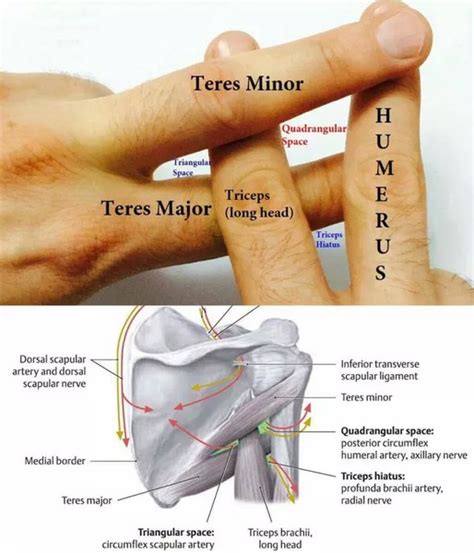 The Sports Medicine Review Facebook
