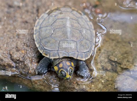 Yellow Spotted Side Necked Turtles Newly Born Soft Shelled