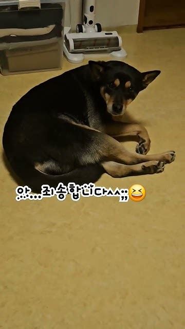 머여자고있는디ᆢ꿈뻑 꿈뻑😪dog Doglover Doglife 진돗개까미 Koreadog 진돗개일상구독과좋아요