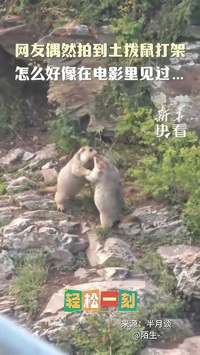 偶然拍到土拨鼠打架，怎么好像在电影里见过？ Youtube