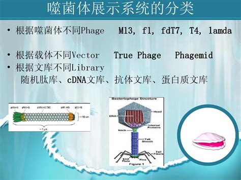 噬菌体展示技术 Word文档在线阅读与下载 无忧文档