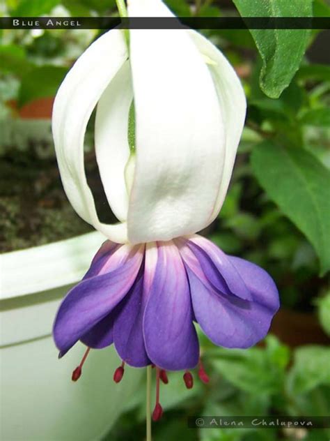 Blue Angel - FuchsiaFinder