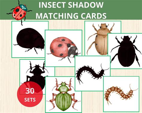 Insect Shadow Matching Cardsbug Shadow Matching Preschool Insects