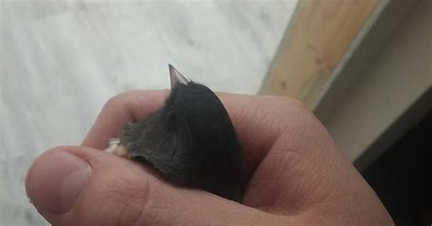 A Bird Flew Into My House Today I Caught It Im Proud Have A Picture