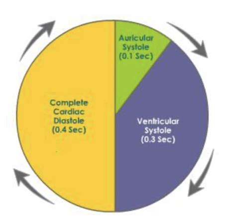 Physiology 1 Final The Cardiac Cycle Flashcards Quizlet