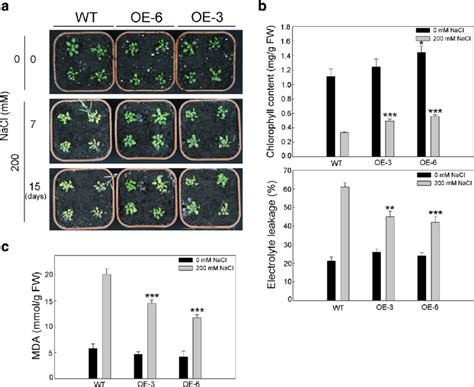 Comparison Of Salt Tolerance Between Wt And Transgenic Arabidopsis 30