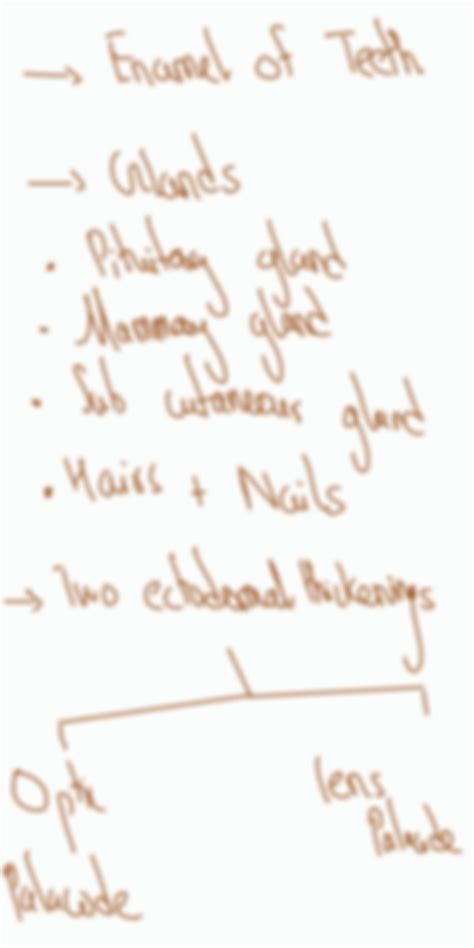 Solution Quick Guide Derivatives Of Ectoderm General Embryology