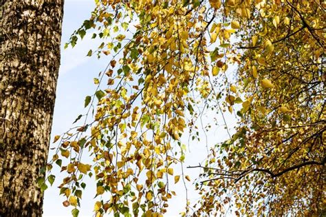 노란 단풍이 있는 오래된 자작나무 가지 프리미엄 사진