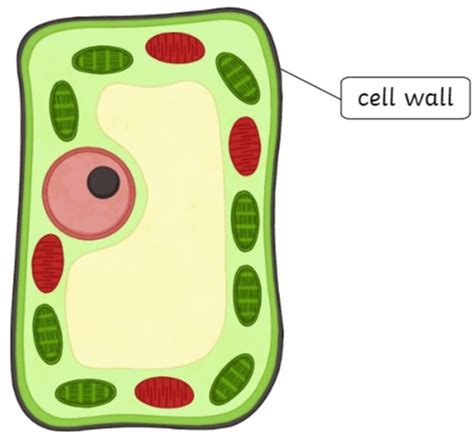 Fall 2024 Bio 1005 Prokaryotes And Protist Lab Practice Flashcards Quizlet