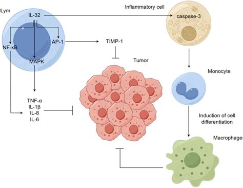 Role Of Interleukin32 In Cancer Progression Review
