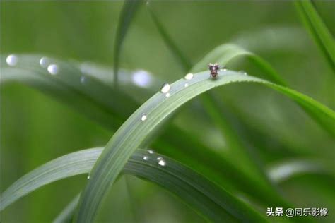 生活 今日驚蟄 每日頭條