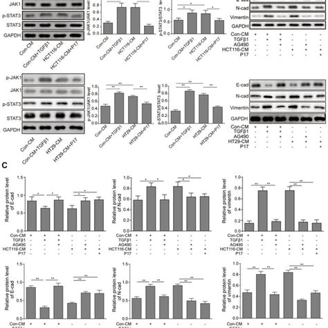 Tgfβ1 Induces Hct116 And Ht29 Cells Migration And Invasion Via
