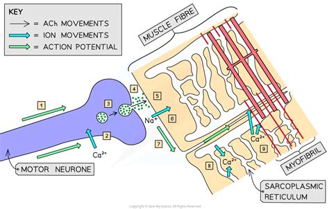 Neuromuscular Junctions Aqa A Level Biology Revision Notes 2017