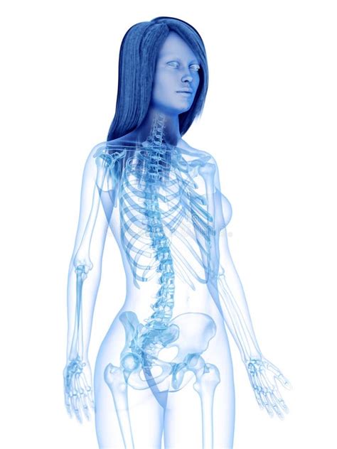 The Skeletal Upper Body Stock Illustration Illustration Of Biology