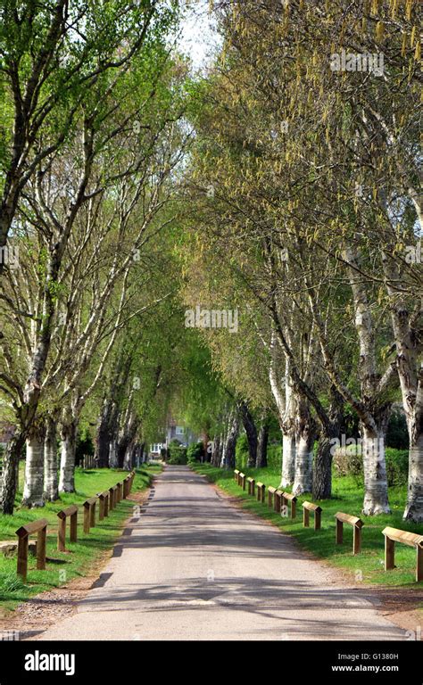 Road Straight Trees Avenue Hi Res Stock Photography And Images Alamy