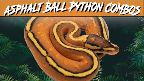 Asphalt Ball Python Morph Combos Jack S Reptiles YouTube