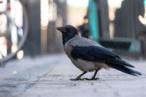 Bird Corvid Crow Free Photo On Pixabay