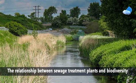 What Is The Relationship Between Stp Plants And Biodiversity