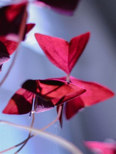 How To Plant Grow And Care For Oxalis Triangularis Agriculture Review