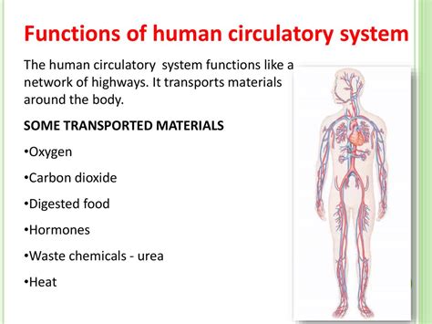 How Open Vs Closed Circulatory Systems Function
