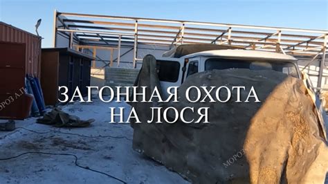Загонная охота на лося. - YouTube