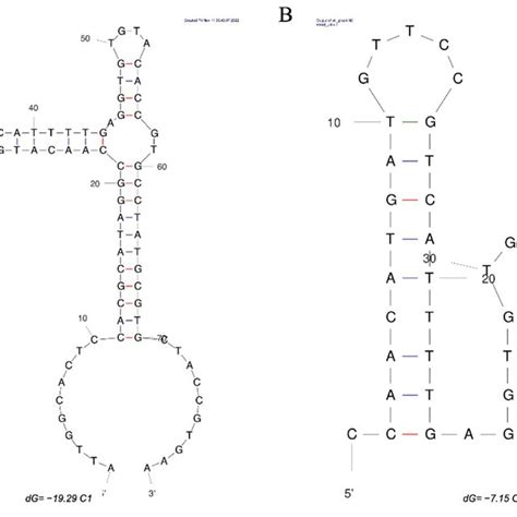 Secondary Structure Prediction Of Aptamer C1 A And Aptamer C1 S B