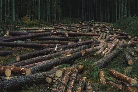 Cut Down Pine Trees Landscape Of Cut Down Trees In The Forest Stock