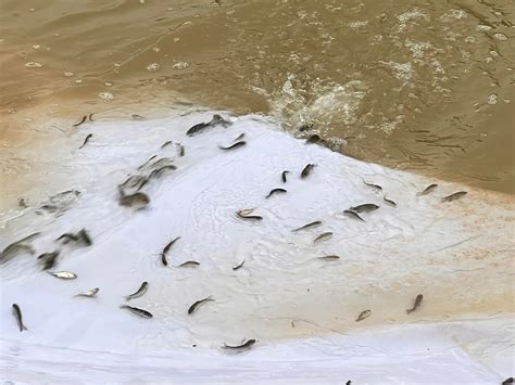 Wwf Laos ກົມປ່າໄມ້ ກະຊວງກະສິກໍາ ແລະ ປ່າໄມ້