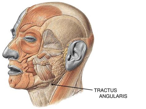 Tractus Angularis The Mandibulo Stylohyoid Ligament Spiderman